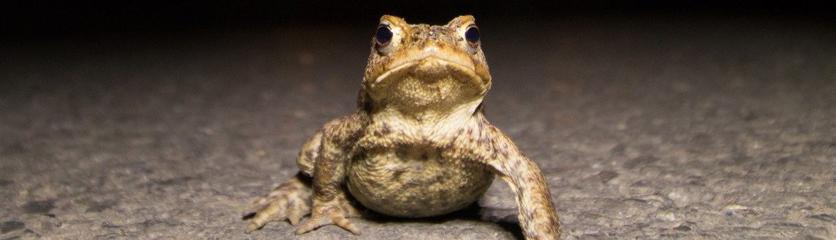 Toads on Roads | Dom Greves Digital / Blog